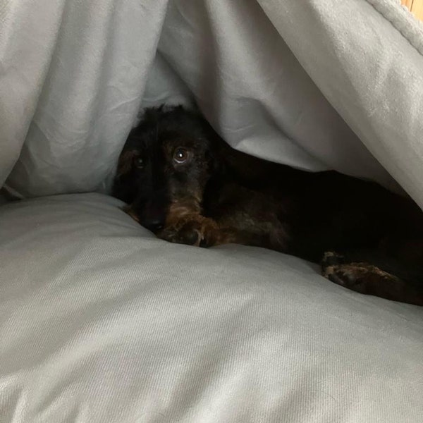 Dog Bed Large Dogs, Winter Dog Cave Bed, Warm Covered Dog Bed, Whippet ...