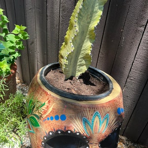 Massive Euphorbia Ammak Variegated Cutting Golden African Candelabra ...