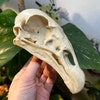 Deer Skull Life Size 3D Printed Animal Replicas, Ideal Shelf ...