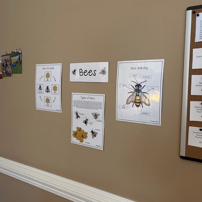 Bug Unit: Science Pack - Etsy