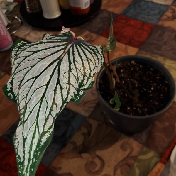 Pink Princess Symphony Caladium Live Bulb, Starter Plant for Spring ...
