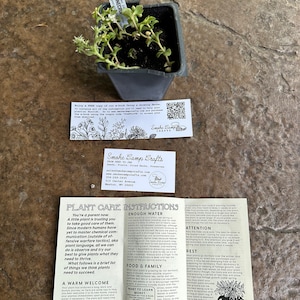 Pollinator Seed Kit, 3,000 Seeds, Perennial Wildflower Seeds, Colorful ...