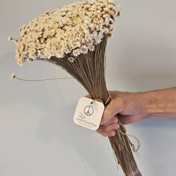 Dried Bunch of 100 Pencil Cattails, Mini Cattails, Fall Decor, Autmun ...