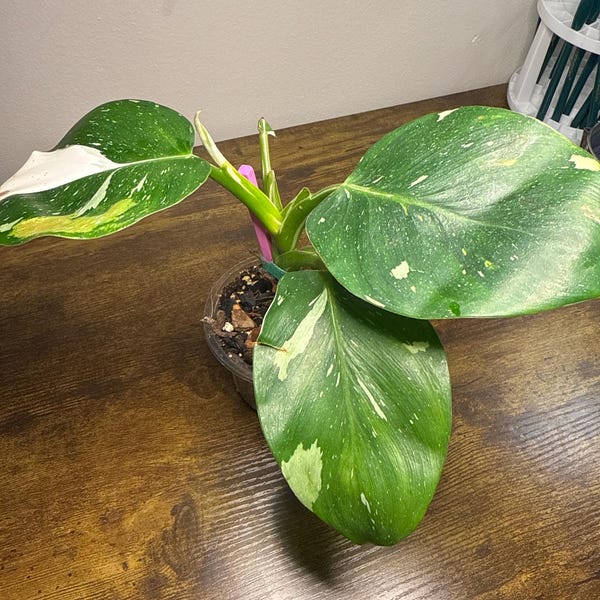 Philodendron White Wizard High Variegated Starter Plant **(ALL Plants ...