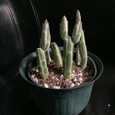 Pickle Plant, Little Pickles, Rare Succulent, Live Plant in 4'' Pot - Etsy