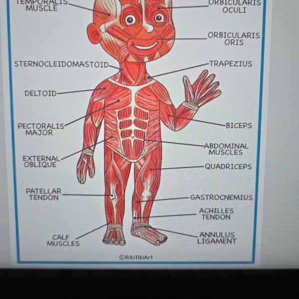 Muscular System Learning Bundle Human Anatomy Activity About Me Toddler ...