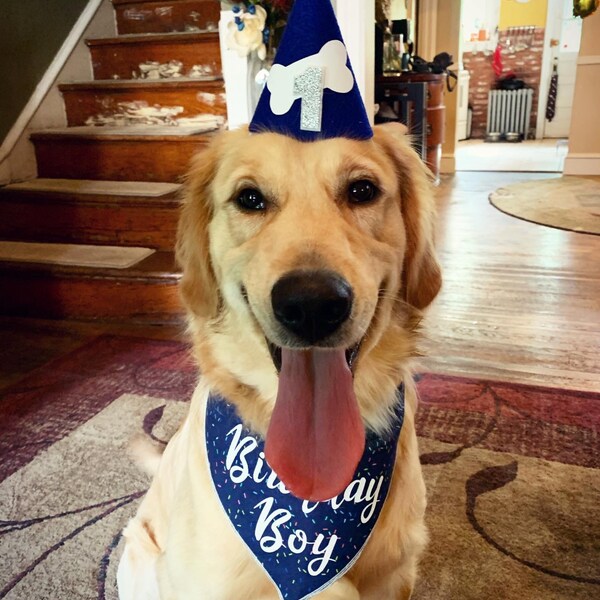 CUSTOMIZABLE Dog Bone MINI Birthday Cake Smash Party Hat / Headband in ...