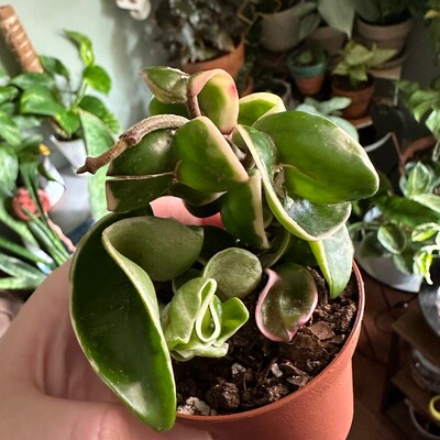 Variegated Hoya Compacta Variegated Hindu Rope Hoya Regalis 3 Tropical ...