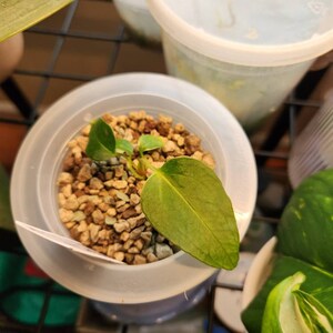Hoya Biakensis Hoya Sp. Biak Island Rooted & Growing RARE Unique Hoya ...