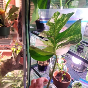 Peperomia Polybotrya Peperomia Raindrop Live Plant Rare - Etsy