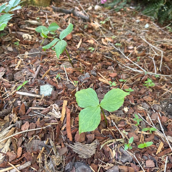 5 White Trillium Bulbs Wood Lily (trillium Graniflorium) - Etsy