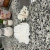 Mixed White Seashells Beach Wedding Decor Sea Shells Assorted Display ...