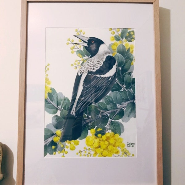 Magpie on Wattle by Debra Meier Art, Native Bird Print, Australian Bird ...