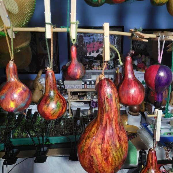 GOURDS 50 Mini Long Handle Dipper Gourds ( Dried & Cleaned) - Etsy