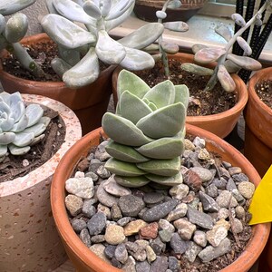 2, 4 Pot of Crassula 'moonglow' Live Succulent Plant - Etsy