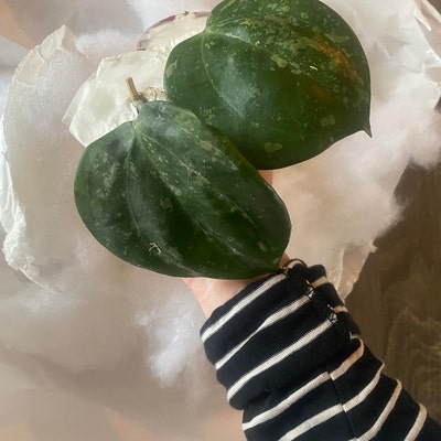 Rare Epipremnum Aureum/ Poosin New Manjula Mutant , Highly Var Rare ...