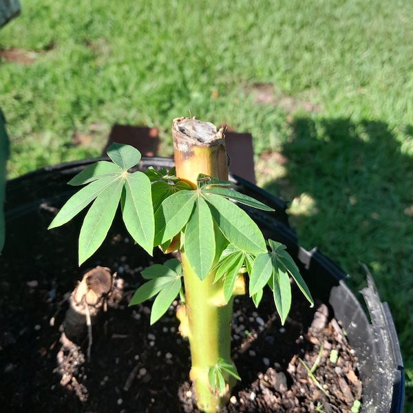 Organic Dwarf PIGEON PEAS Gunga Pea Seeds - Cajanus Cajan Gandul Lazaro ...