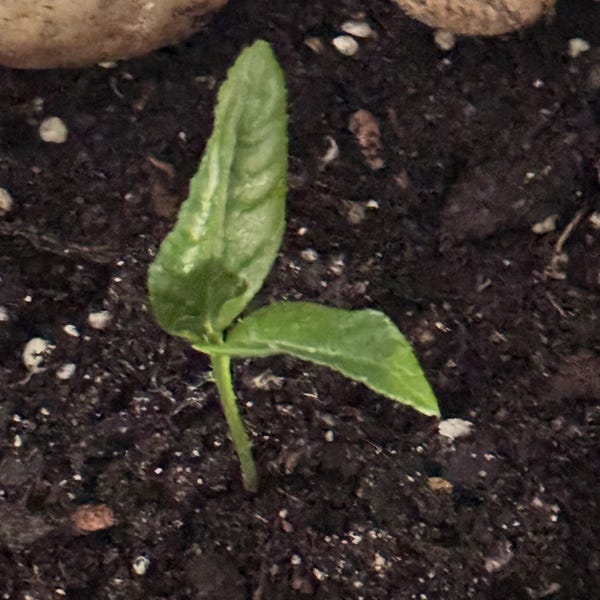 Lemon Baby Tree Starter Plant,improved Meyer Seedlings, Home Grown ...