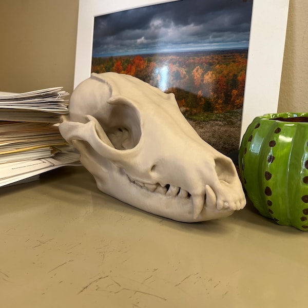 Red Fox Skull • Replica Animal Skull • 3D Printed - Etsy