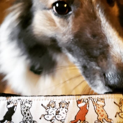 Shetland Sheepdog Sheltie Dancing Dogs Sheep Dog Collar 3/4 Wide ...