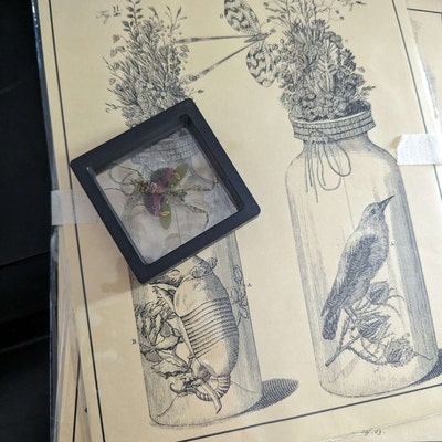 Penthicodes Farinosa Peleng, Real Lanternfly, Fulgoridae , Floating ...