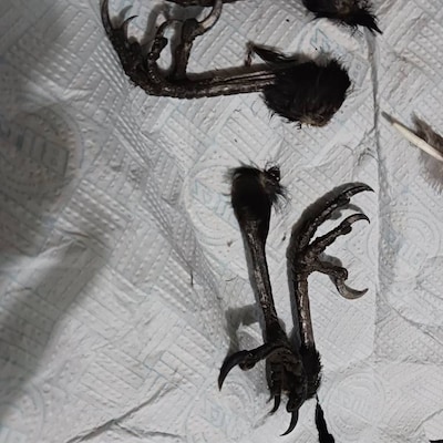 A Selection of 15 English Carrion Crow Bones Plus Feathers - Etsy