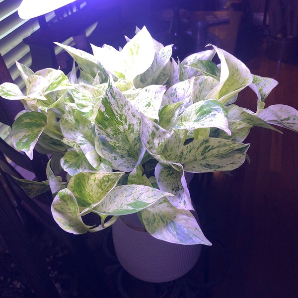 Snow Queen Pothos - 6'' From California Tropicals - Etsy