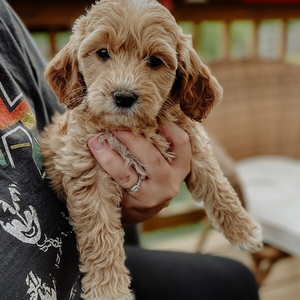 Wedding Film Presets for Lightroom Rich Brown Presets Muted Tones ...