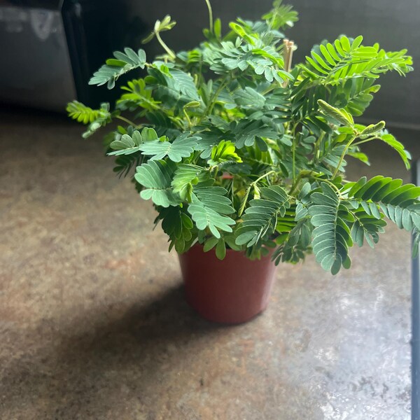Sensitive Plant | Mimosa Pudica | Rare Plant | Tropical Plant | Live ...
