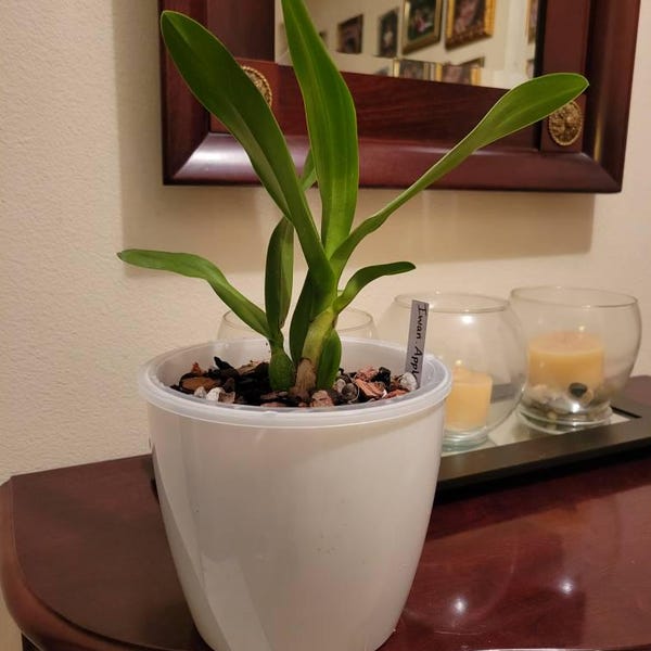 Orchid Plant LIVE Dendrobium Alice Iwanaga | Rare BLOOMING SIZE Indoor ...