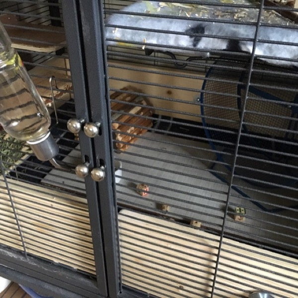 Cage Guards / Poop Guards - SAFEST & MOST AFFORDABLE Option for Keeping ...