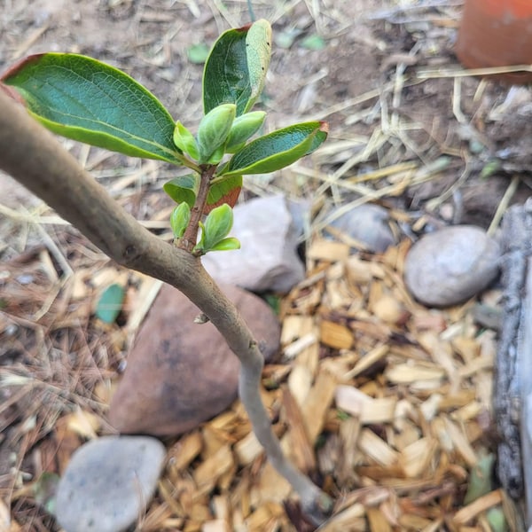 Fruit Cocktail Mango Tree - Grafted Tree - - 1 Feet Tall -grafted ...