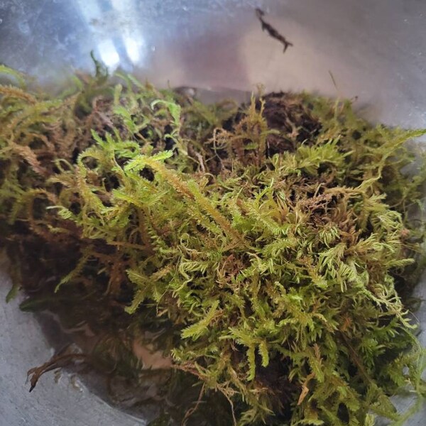 Green Sheet Moss for Terrariums and Orbs. - Etsy