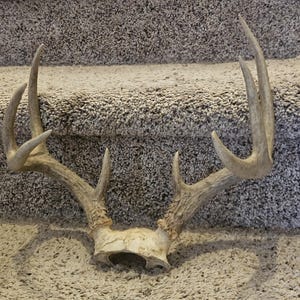 BEAUTIFUL Whitetail Deer Metalized European Mount. Gorgeous 9pt Buck ...