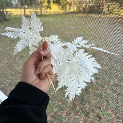 Preserved Fern, Bleached Leather Leaf, 10 Stems Preserved Soft and ...