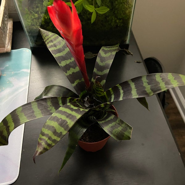 XL 1 to 2 Ft Tall -BROMELIAD –the Flaming Sword Plant (botanical Name ...