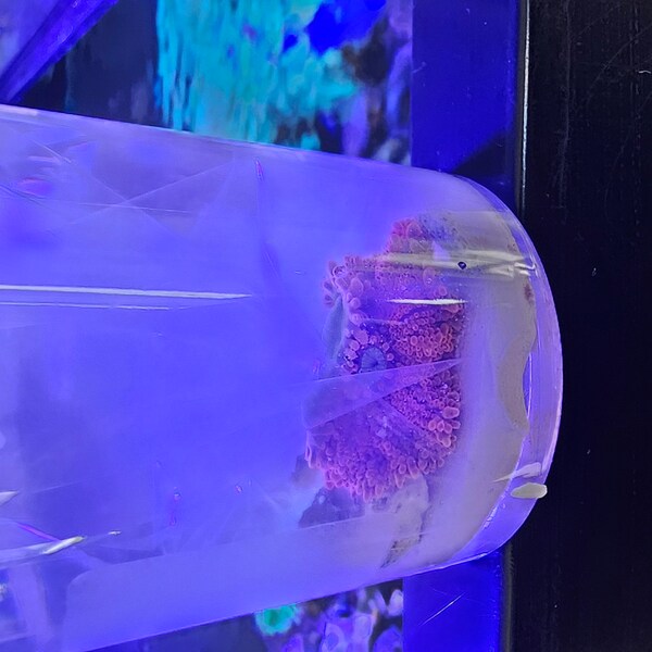 Bicolor Frogspawn Coral Frag Saltwater Aquarium Corals - Etsy