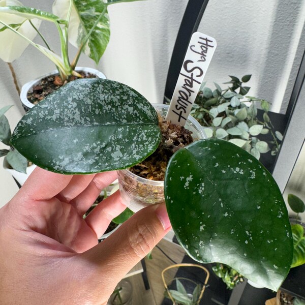 Hoya Lacunosa Silver Mint Coin Lightly Rooted Actively Growing Silver ...