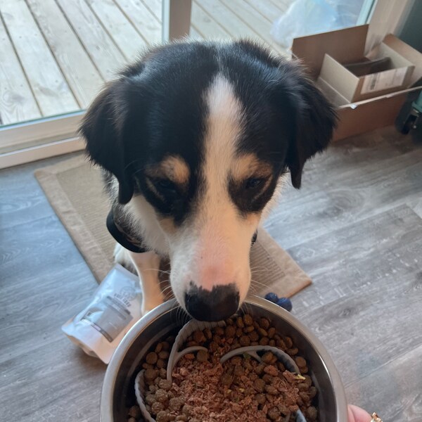 Ruff Food Real Meat Food Freeze Dried Meals for Dogs. Adventure Real ...