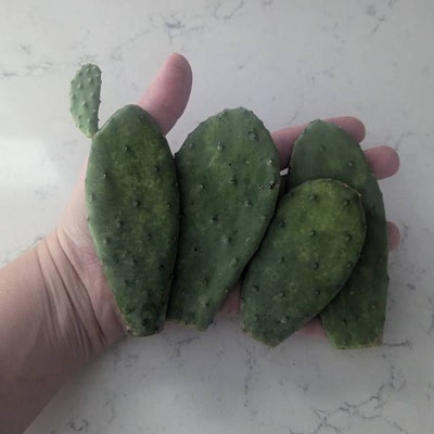 6 Spineless Thornless Edible Nopales Prickly Pear Cactus Pads Young ...