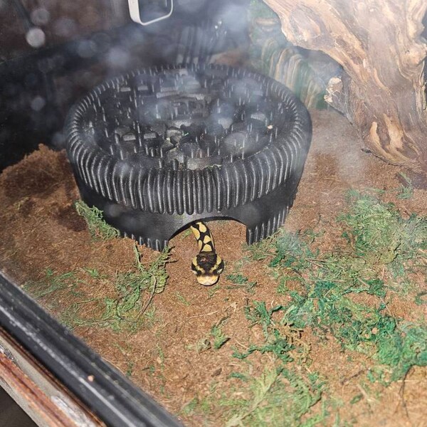 High Detail Human Skull Container Goth Storage Solution Skull Box Full ...