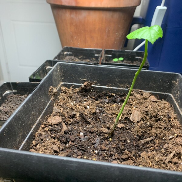 25 Four O'clock 'salmon Sunset' Mirabilis Jalapa Seeds "salmon Pink ...