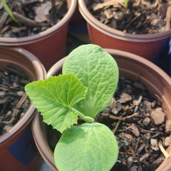 Wild Huckleberry - 100+ Seeds - Wildlife Food - Etsy