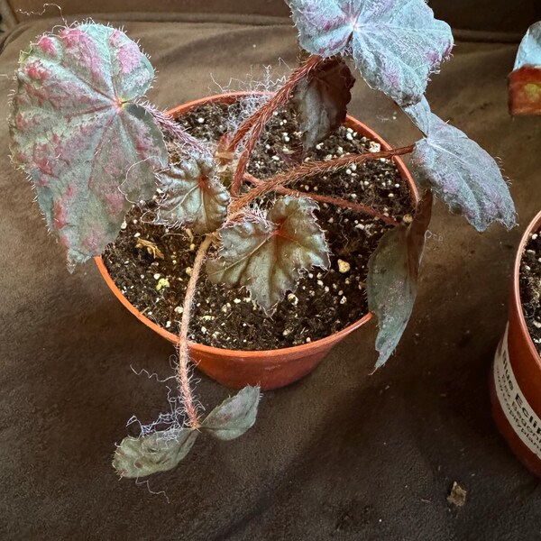 RARE Rex Begonia Blue Flashing ‘tiger Kitten’ Live House Plant Potted 4 ...