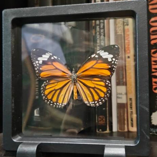 Real Butterfly 3D Floating Frame With Support Base ,original Butterfly ...