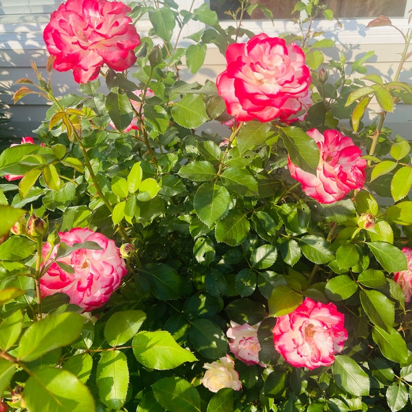 Complete Natal Birth Chart Reading - Etsy