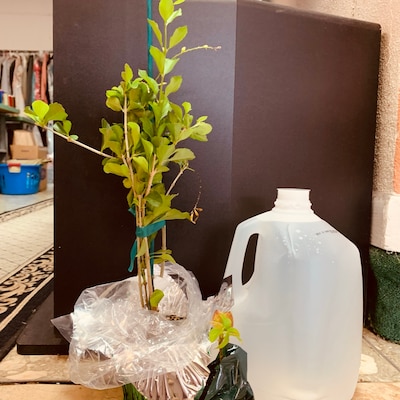 Duranta Variegata VARIEGATED SKY FLOWER Live Semi-tropical Shrub Bush ...