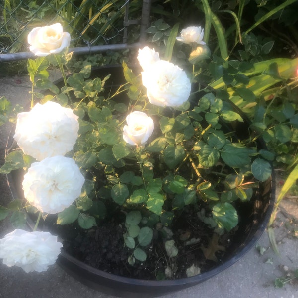 Yves Rose Ivory Yves Piagetmeiteroupy 2 Gal Own Root Live Plant ...