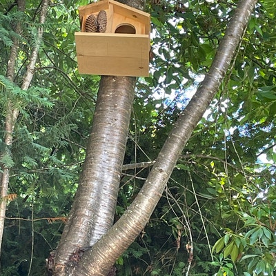 Squirrel House/nesting Box - Etsy