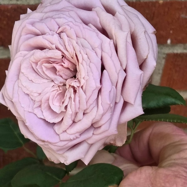 Rose【scheherazade| シェエラザード】-1.5 Gal Ownroot | Rare Rose| Strong ...